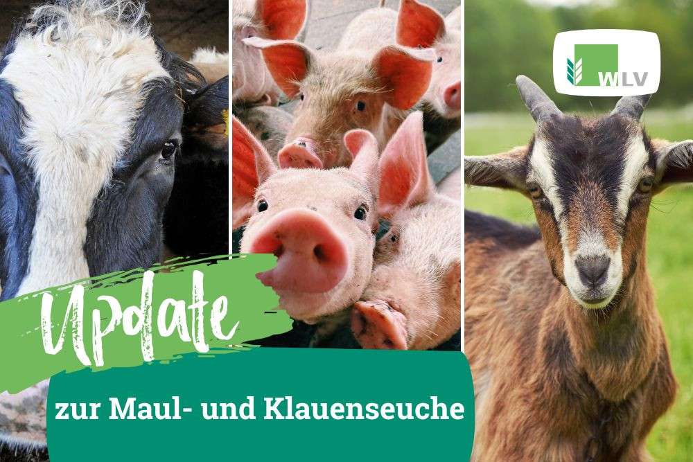 Maul- und Klauenseuche | Update zur MKS-Situation