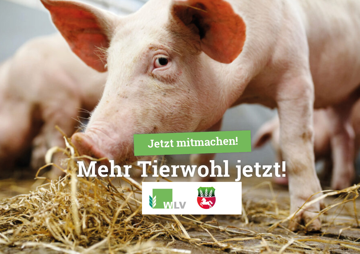 Mehr Tierwohl jetzt! - Aktion des WLV gestartet Mehr Tierwohl jetzt! - Aktion des WLV gestartet